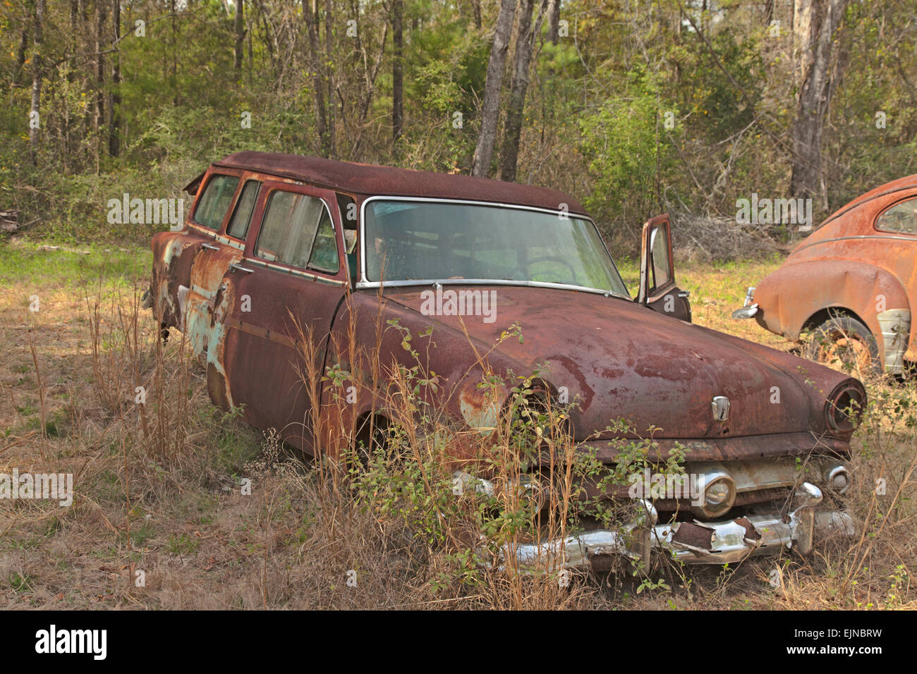 Car graveyard in Florida. Several old, defunct and rusty automobiles ...