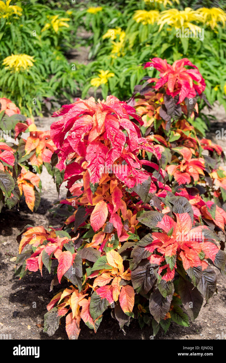 Amaranthus tricolor hi-res stock photography and images - Alamy