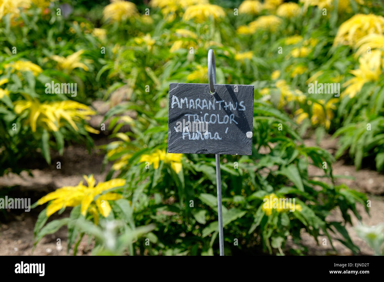 Amaranthus "tricolor aurora" growing in vegetable and flower garden at ...