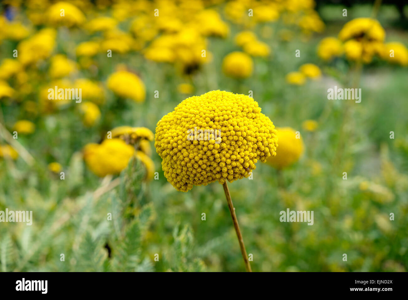 Achillea flower in Vegetable and flower garden at Chateau de Chenonceau ...