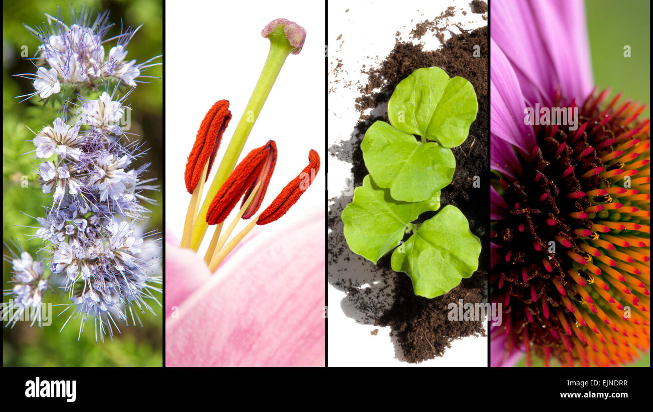 Collage of lila summer flower red Lily stem green Helianthus leaves and ...