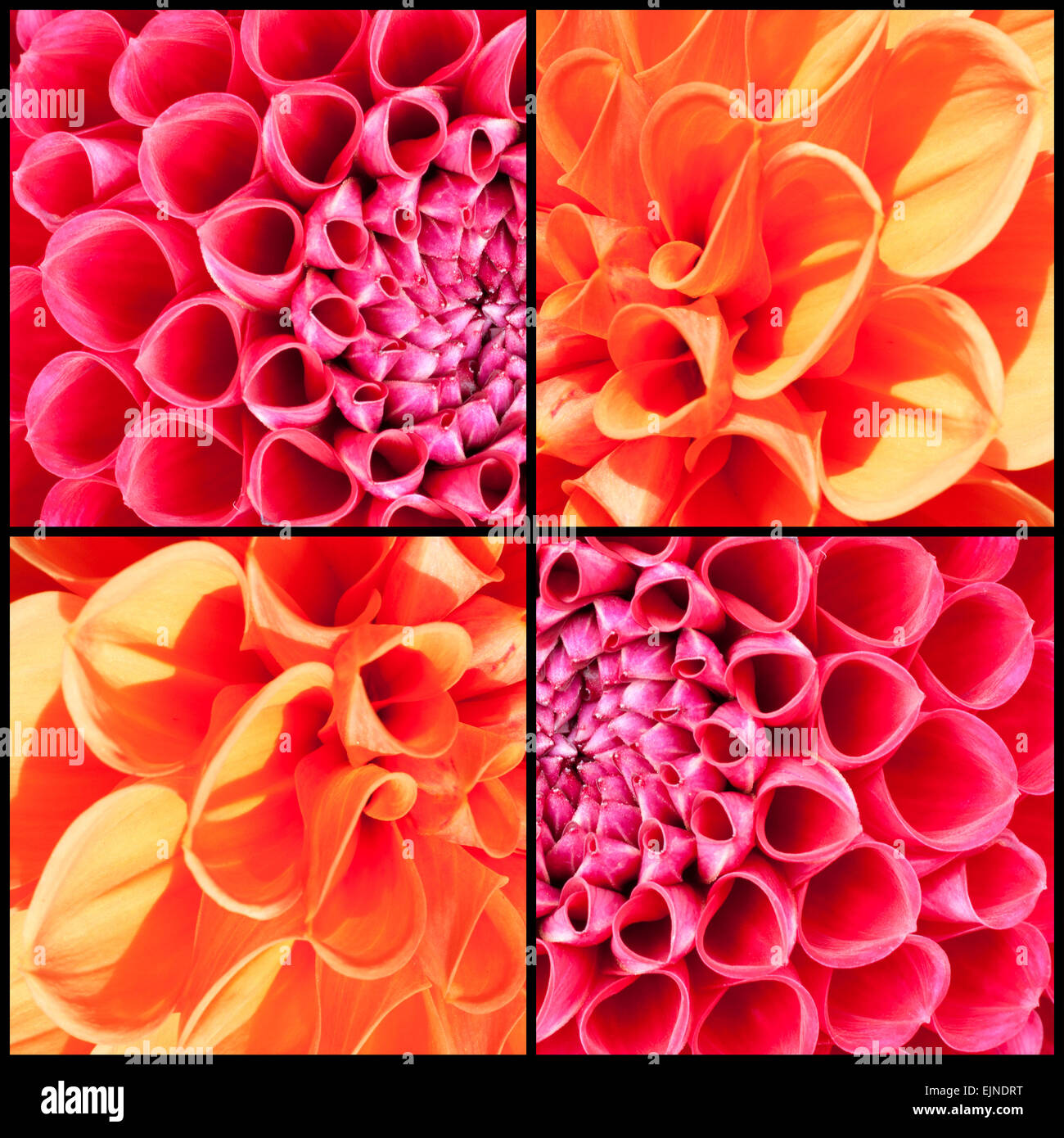 Lila collage hi-res stock photography and images - Alamy