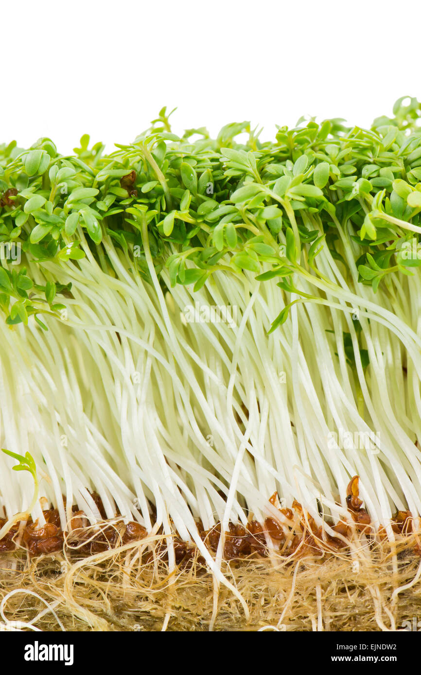 Bunch of isolated garden cress sprouts Stock Photo - Alamy
