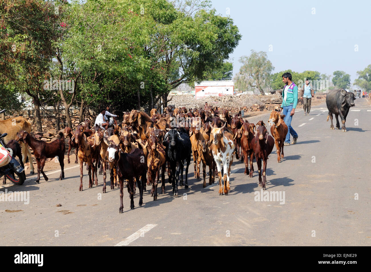 Rajisthani man herding goats Kalpi tribal village Rajasthan India Stock ...