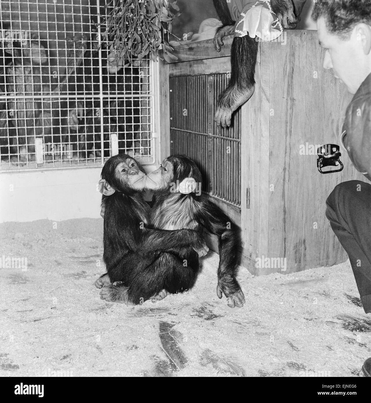 Monkeys kissing hi-res stock photography and images - Alamy