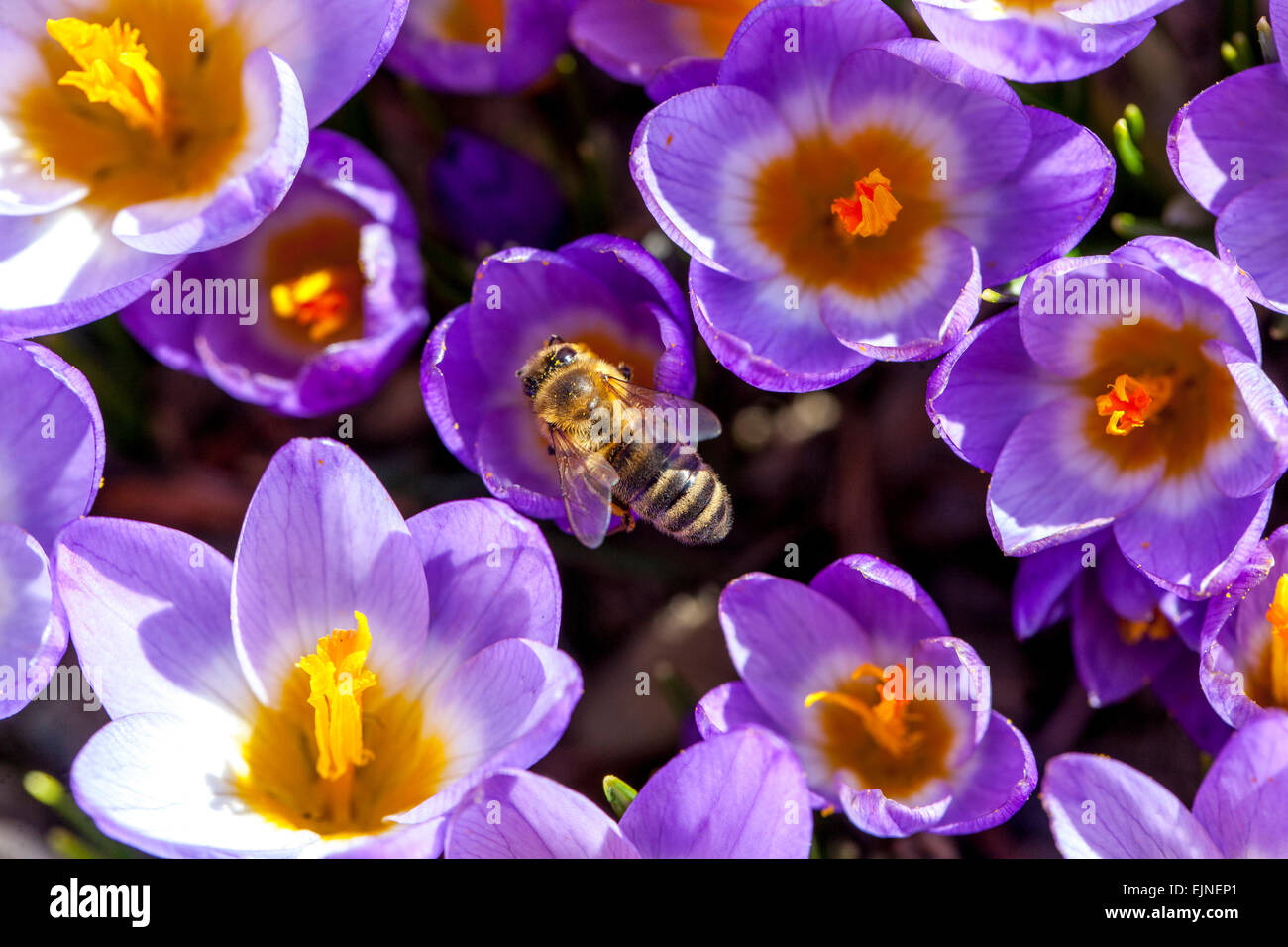 Honey Bee on Crocus Sieberi Tricolor close up bee-friendly plants Stock ...