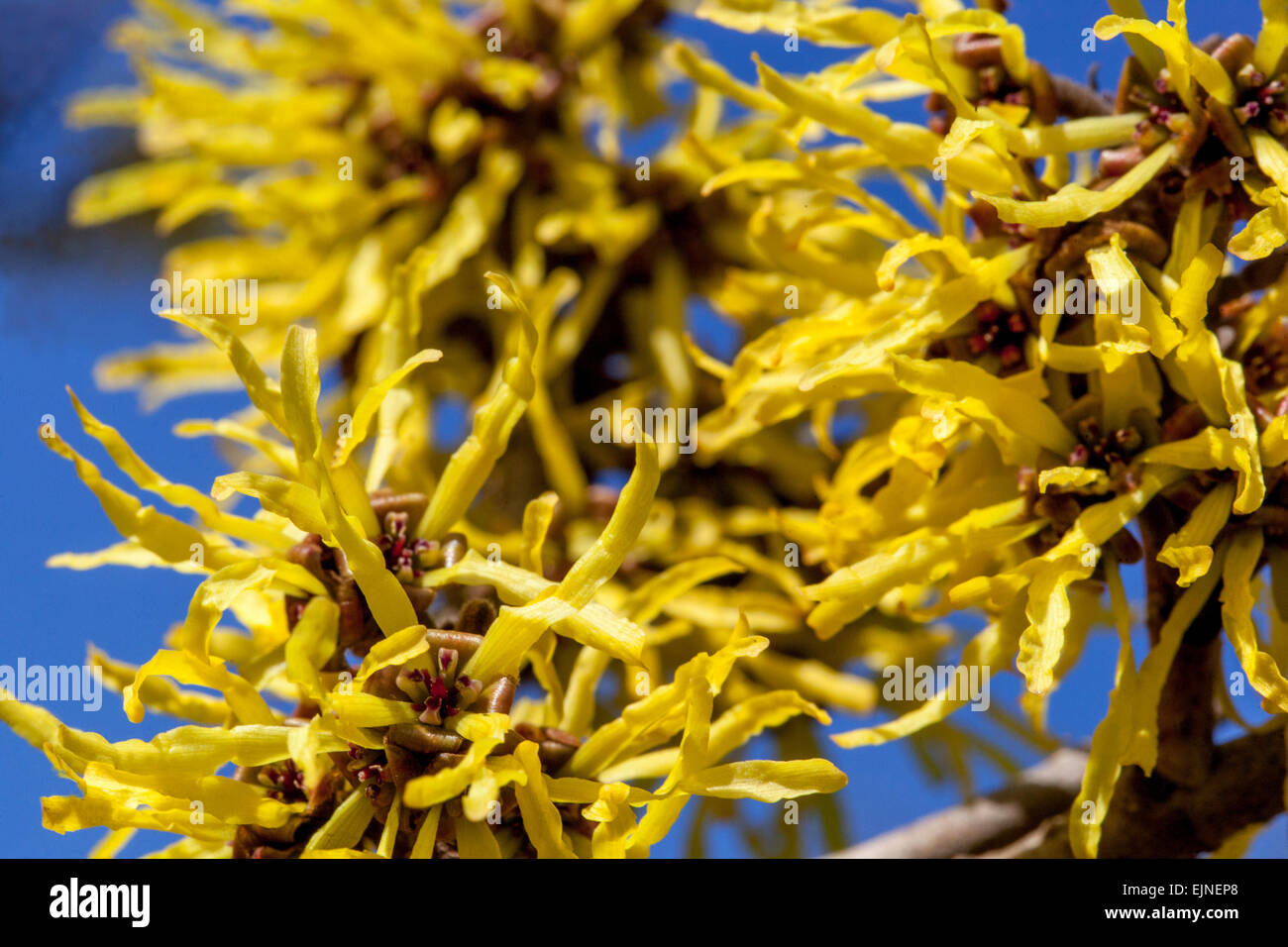 Hamamelis mollis yellow flowers hi-res stock photography and images - Alamy