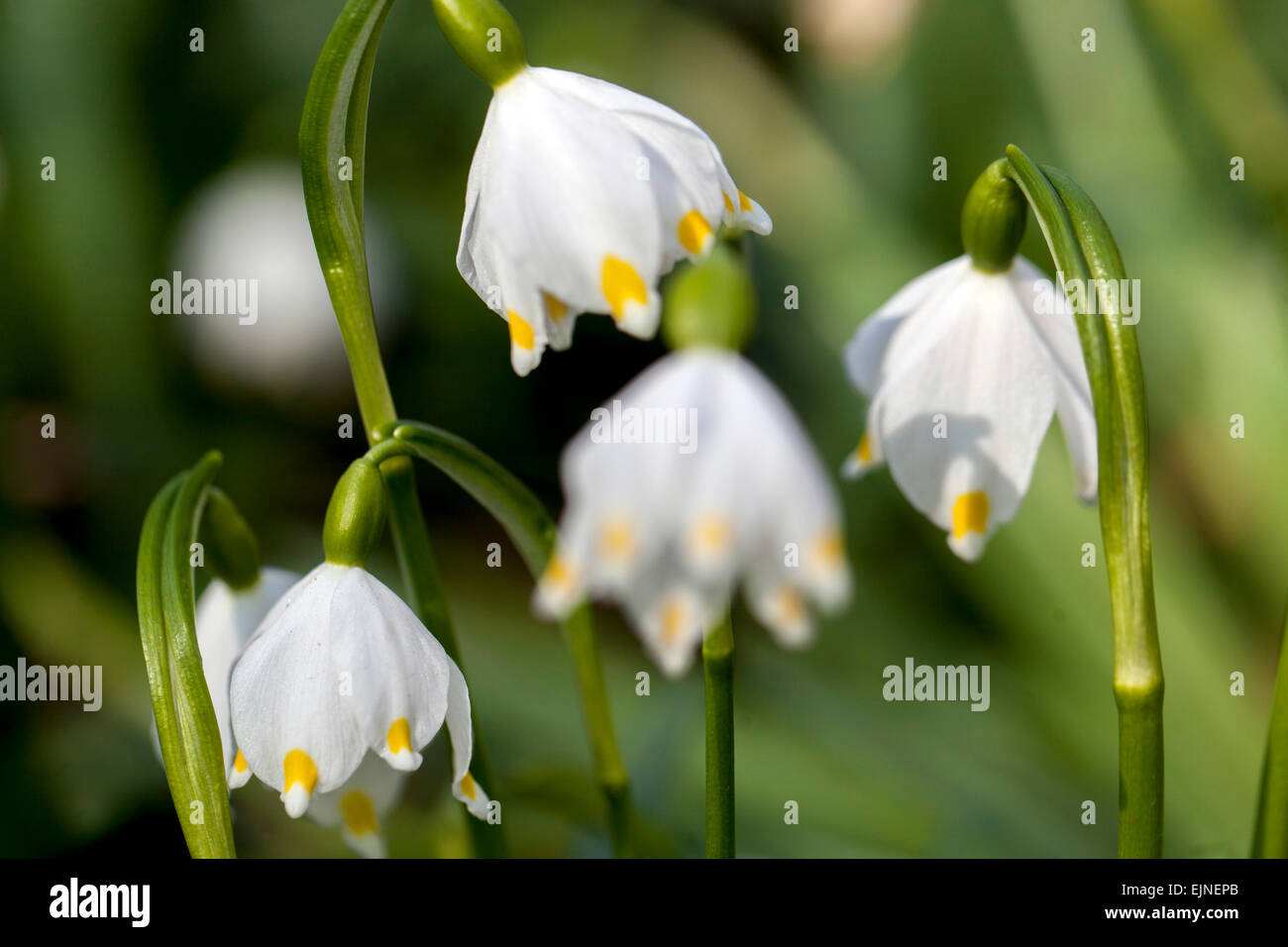 Snowflake blooms hi-res stock photography and images - Alamy