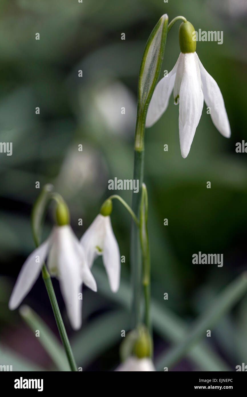 Galanthus nivalis, snowdrop Stock Photo - Alamy