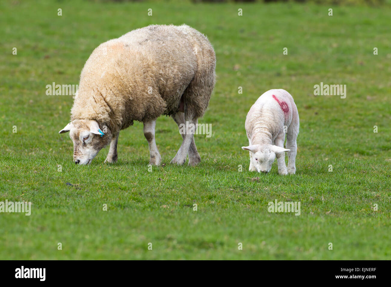 Ewe and lamb Ovis Aries grazing in springtime sheep with lamb offspring ...