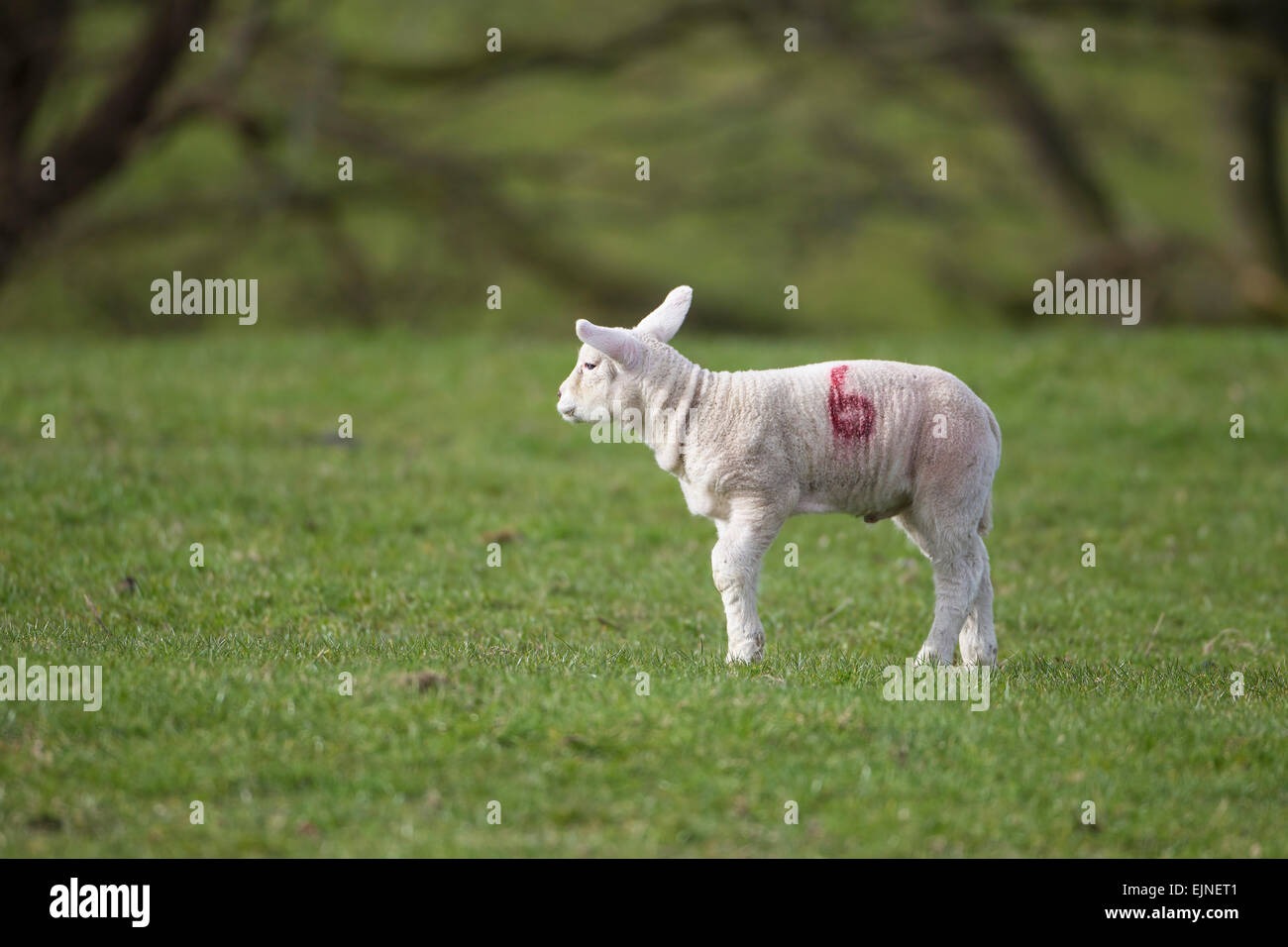 English spring lamb hi-res stock photography and images - Alamy