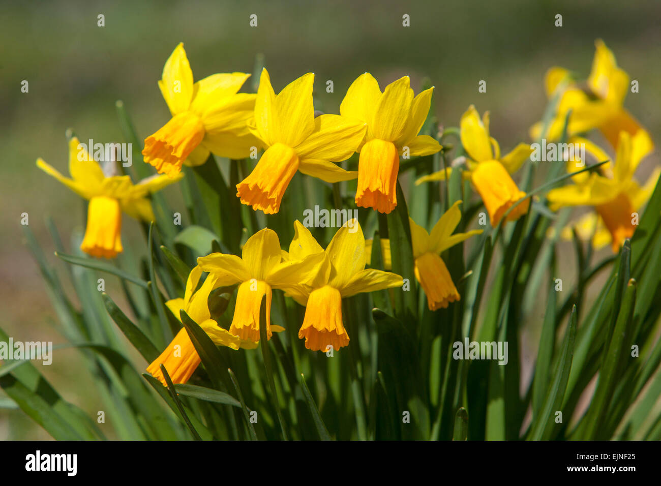 Yellow Daffodils group blooming in spring garden lawn Stock Photo - Alamy
