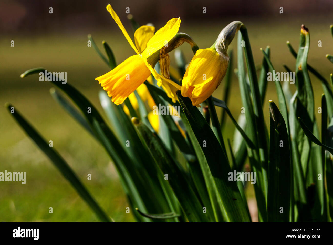 Yellow Daffodils spring garden lawn Narcissus flowers Stock Photo - Alamy