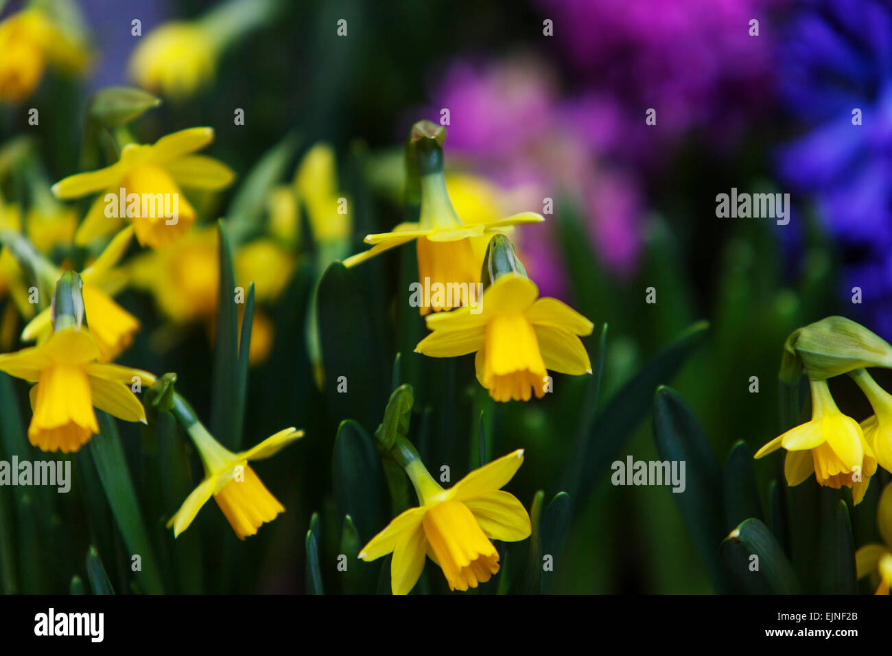 Daffodils Daffodil flowers spring Stock Photo - Alamy