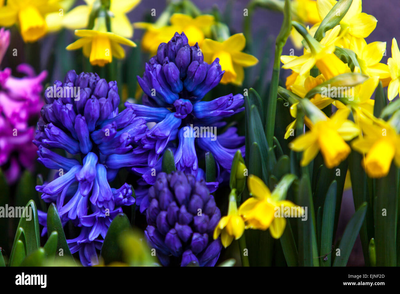 Hyacinth, Daffodil spring flowers Stock Photo - Alamy
