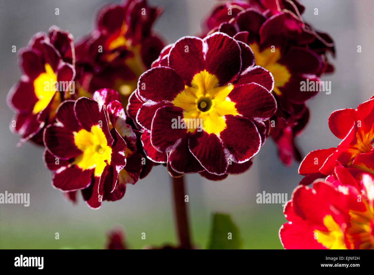 Purple Polyanthus Primula 'Victorian Silver Lace' Primroses Stock Photo ...