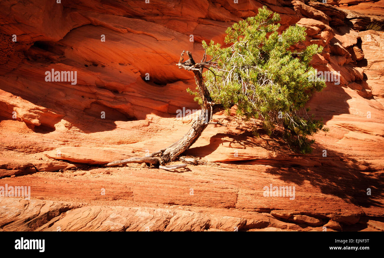 Lone gnarled tree growing out of a crevise on arid ground against a ...