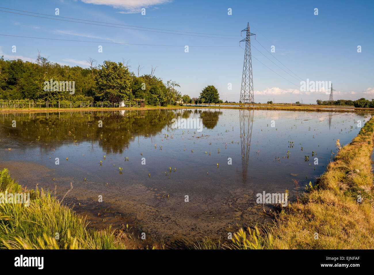 Rice paddy italy hi-res stock photography and images - Alamy