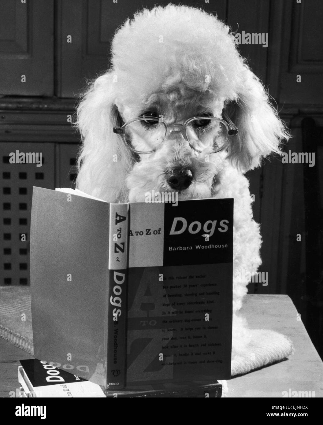 Ping Pong the poodle, studying the contents of the A-Z of Dogs, written ...