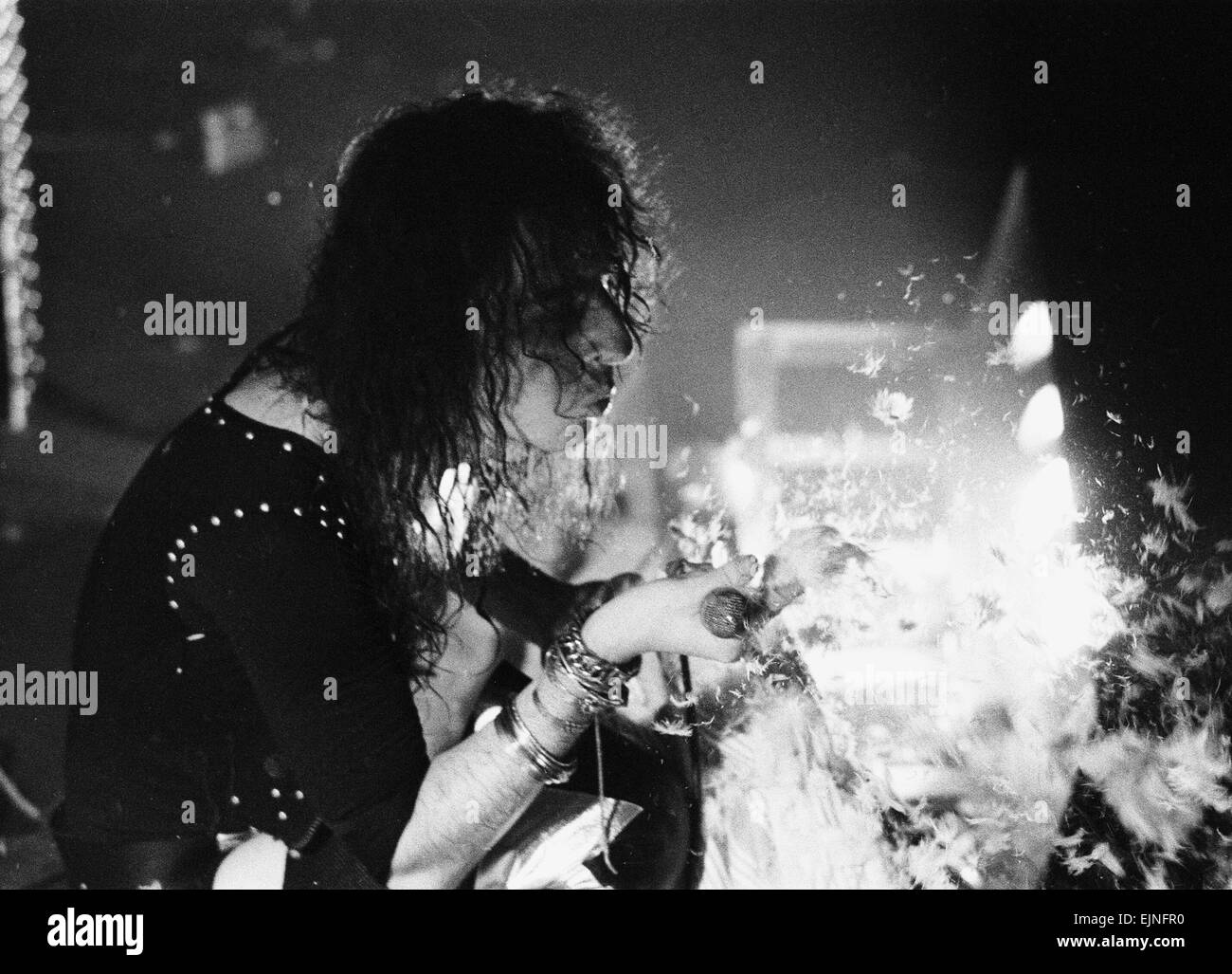 American rock singer Alice Cooper blows feathers nto the crowd during a ...