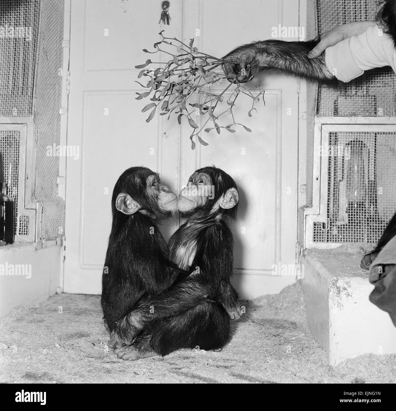 Monkeys kissing hi-res stock photography and images - Alamy