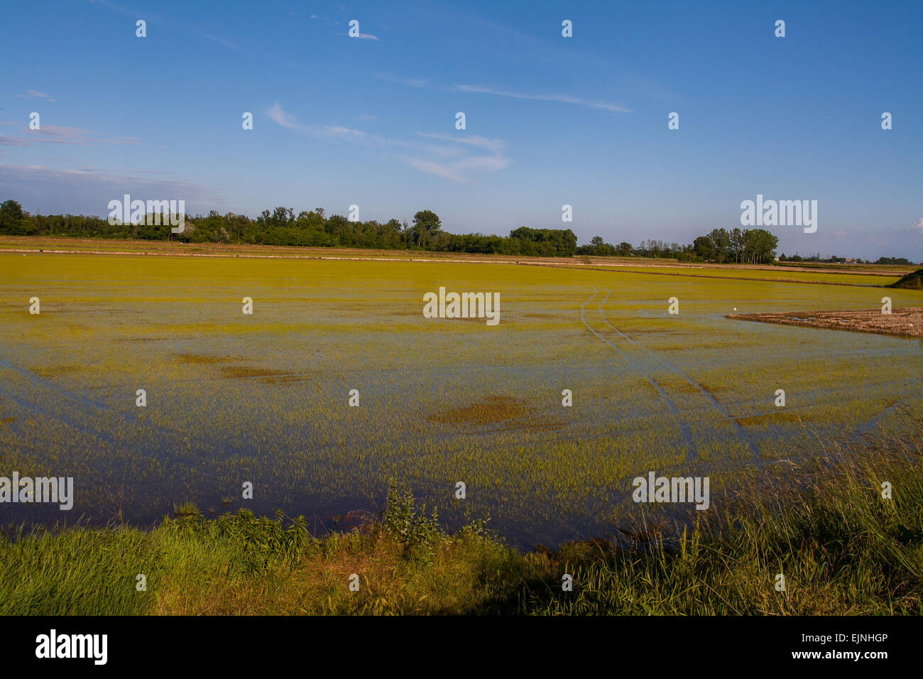 Italy rice po valley hi-res stock photography and images - Alamy
