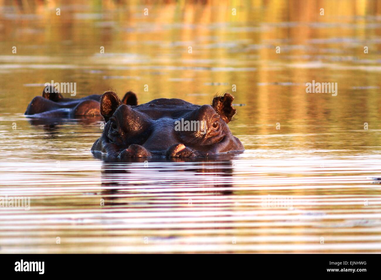 Hippo sunset hi-res stock photography and images - Alamy