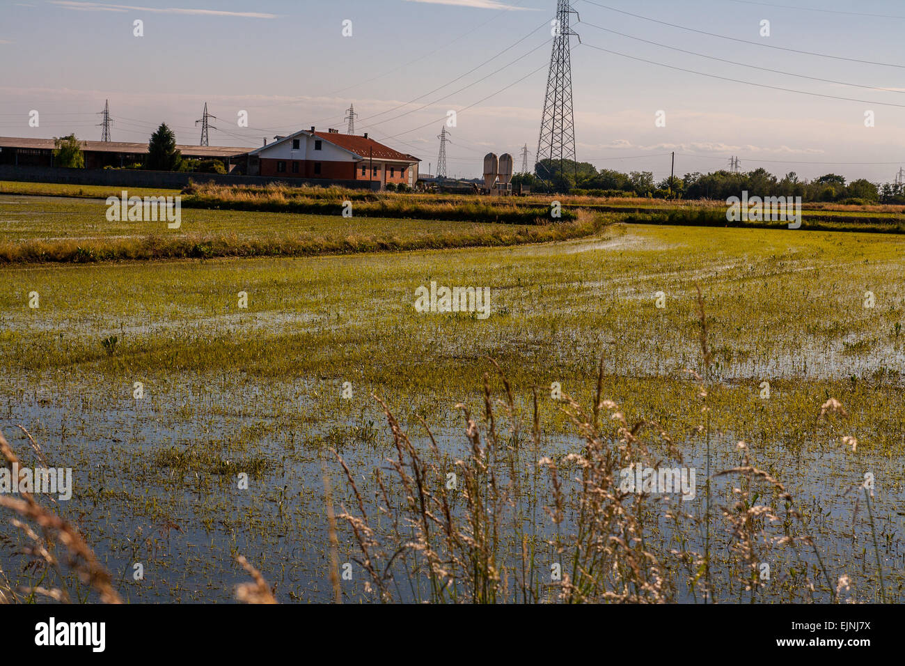 The cultivation of rice, Po Valley, Novara, Piedmont, Italy Stock Photo ...