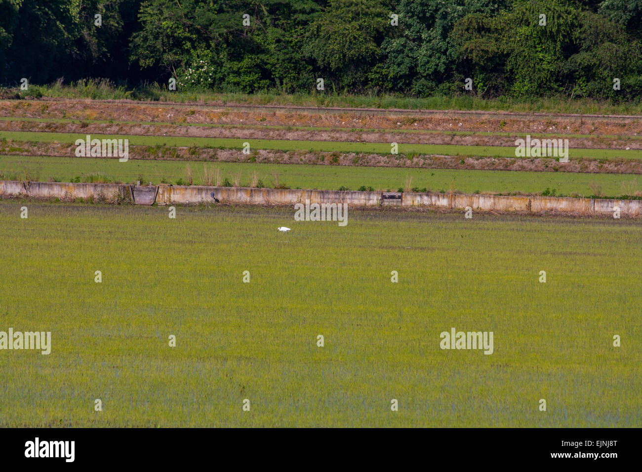 Italy rice po valley hi-res stock photography and images - Alamy