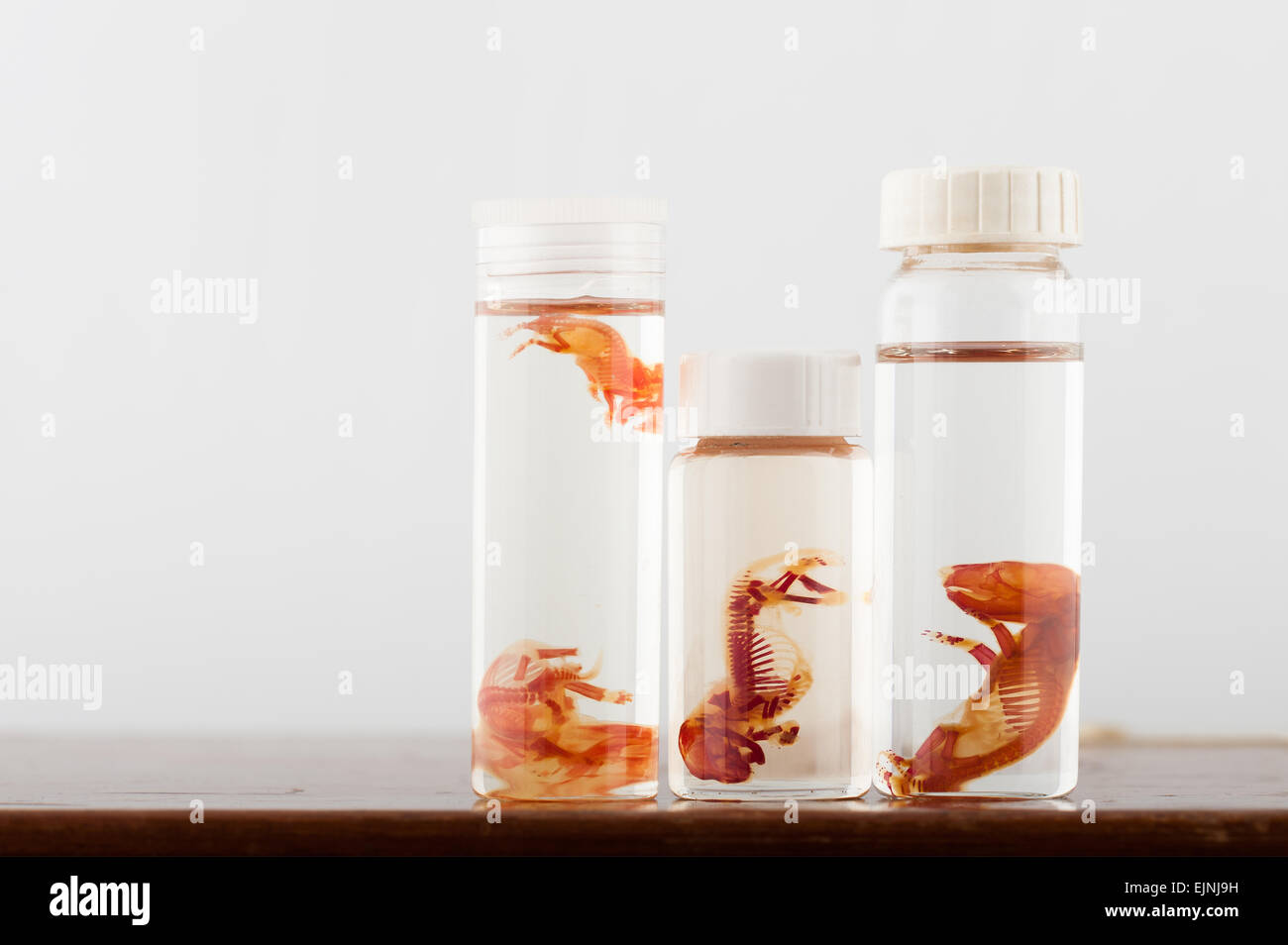 Scientific curiosities preserved rat fetus specimens in specimen jars ...