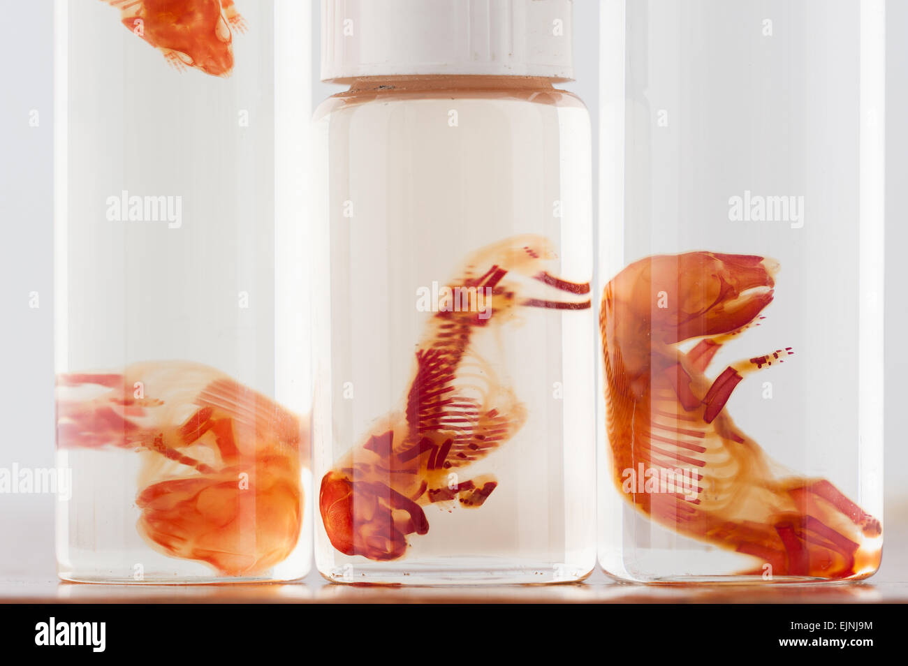 Scientific curiosities preserved rat fetus specimens in specimen jars ...
