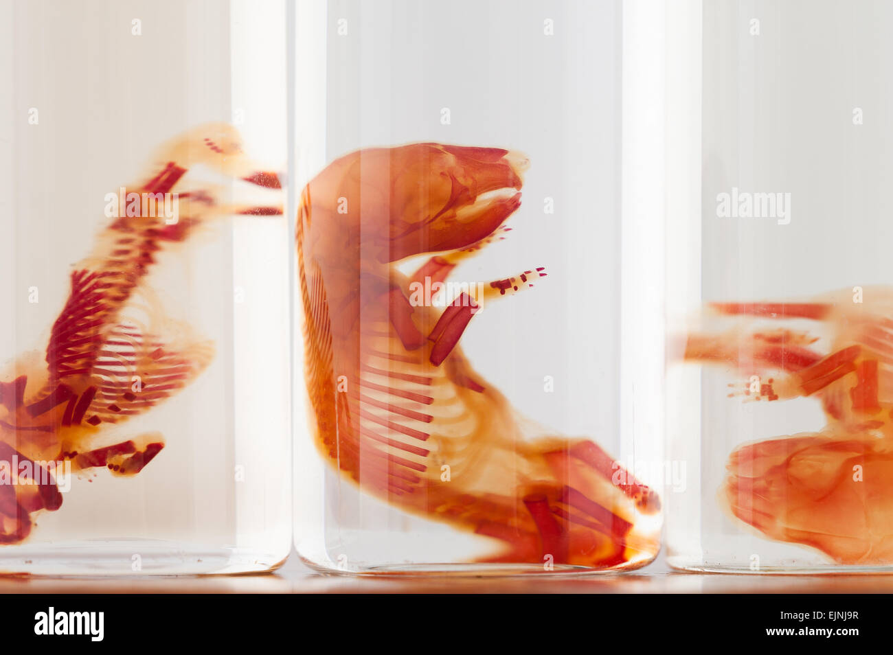 Fetal skull hi-res stock photography and images - Alamy