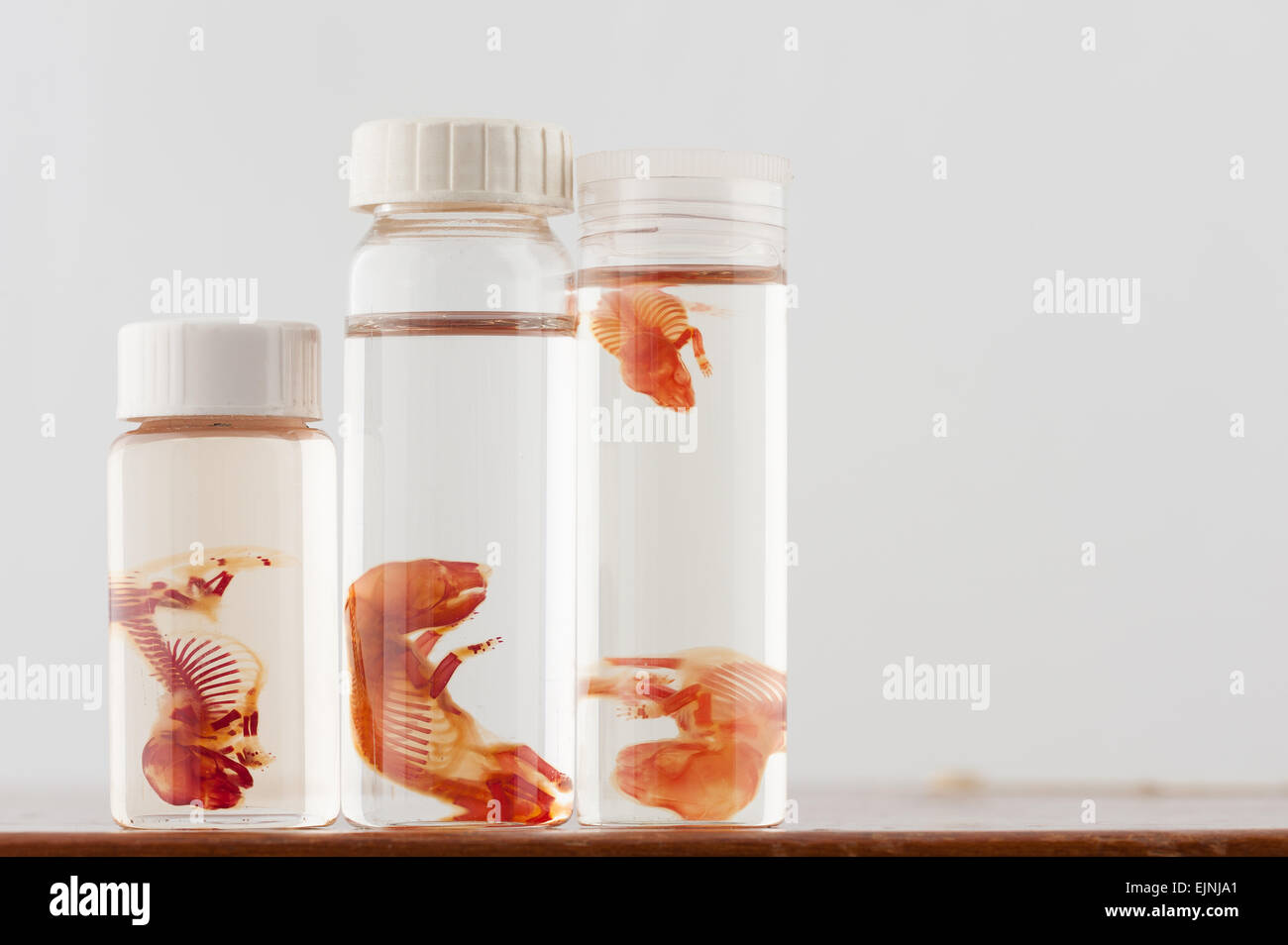 Scientific curiosities preserved rat fetus specimens in specimen jars ...