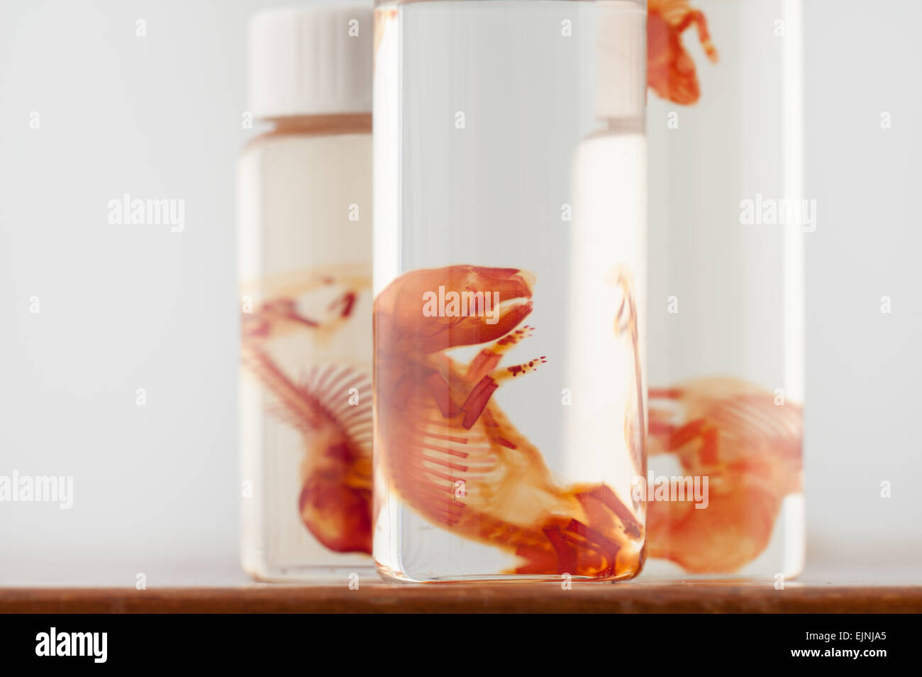 Preserved fetal animal hi-res stock photography and images - Alamy