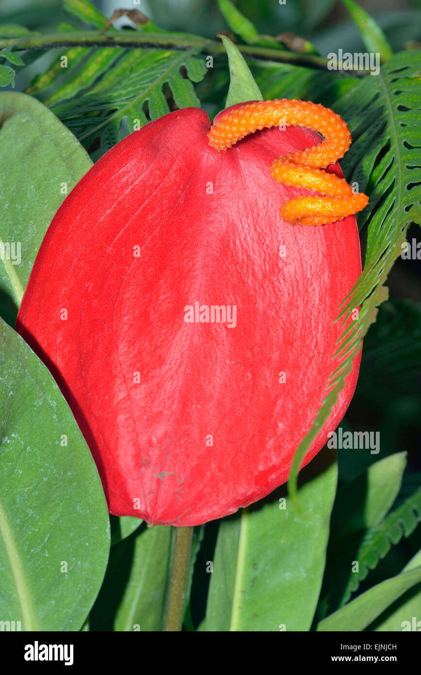 Flamingo Flower - Anthurium scherzerianum Native of South America ...