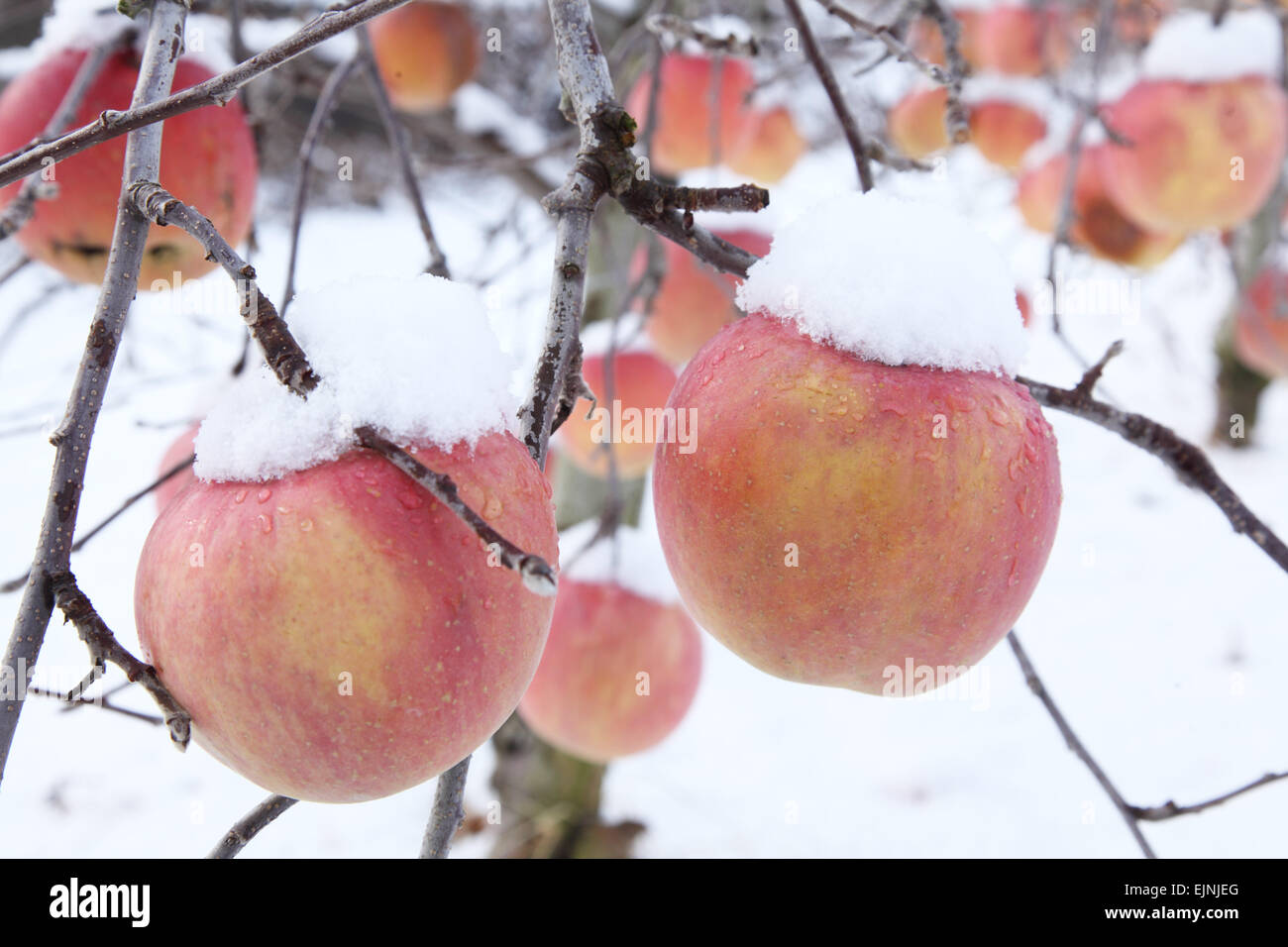 Apple tree in snow Stock Photo - Alamy