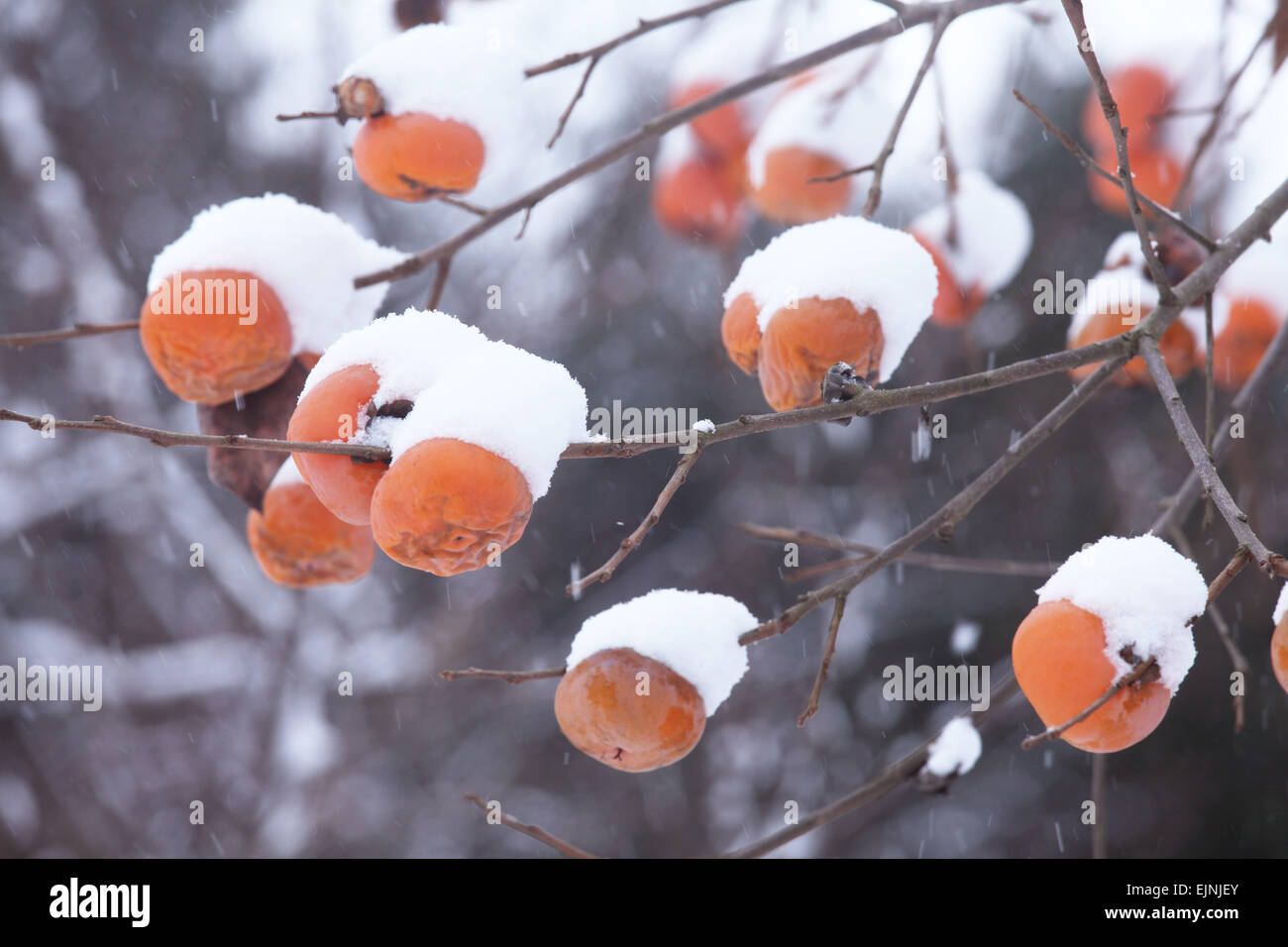 Orange fruit tree snow hi-res stock photography and images - Alamy