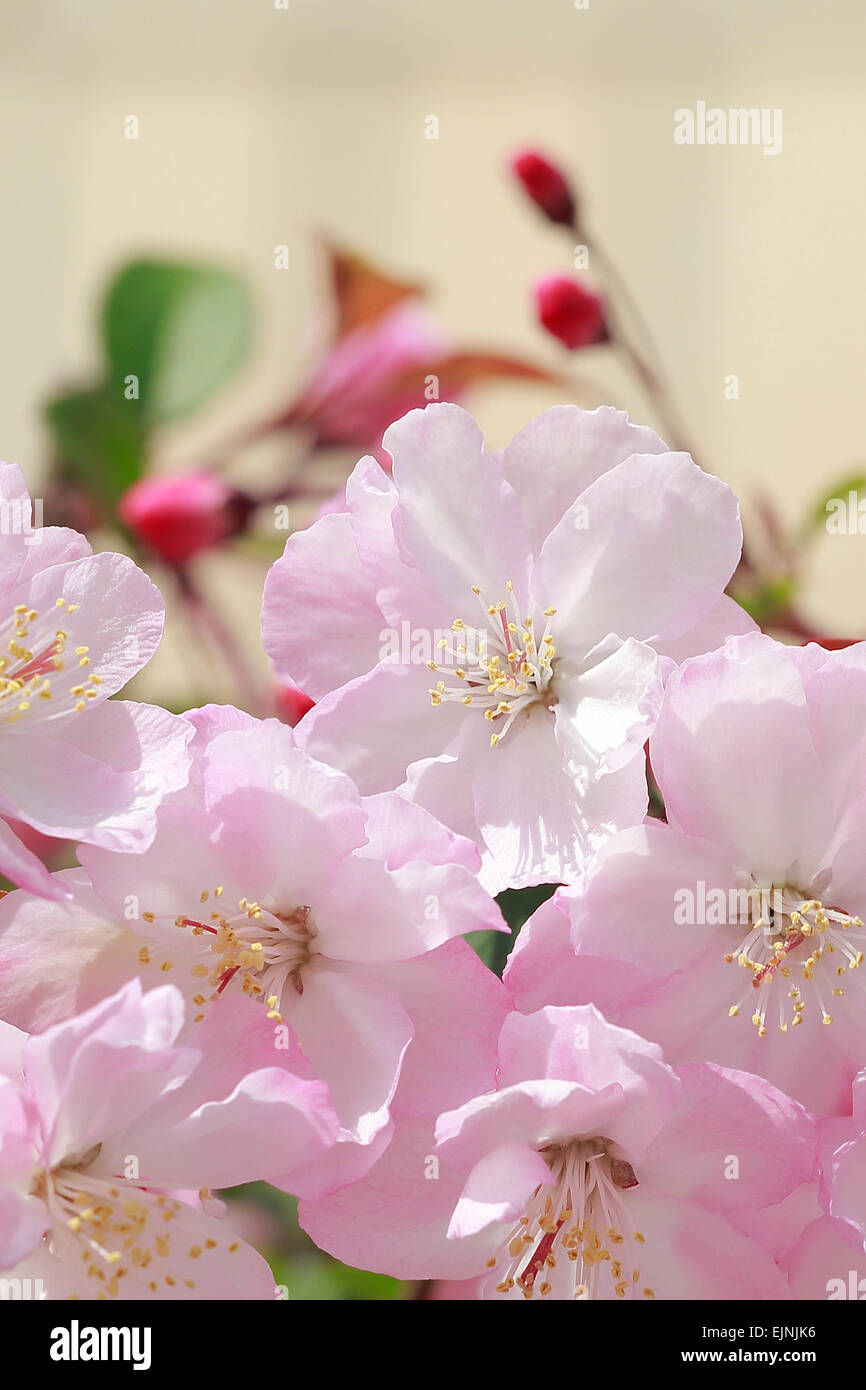 Cherry blossoms sunlight hi-res stock photography and images - Alamy