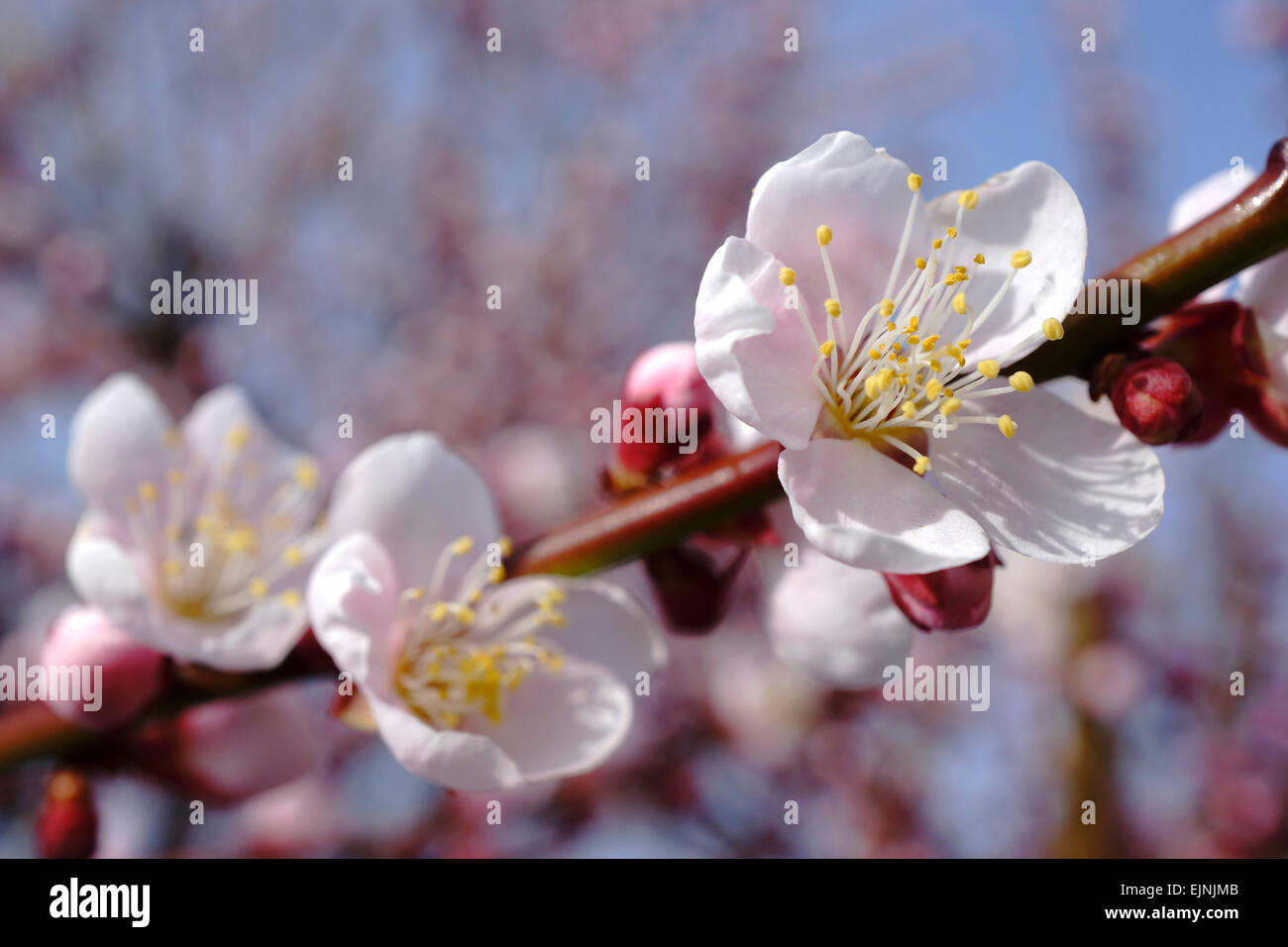 Deep red plum hi-res stock photography and images - Alamy