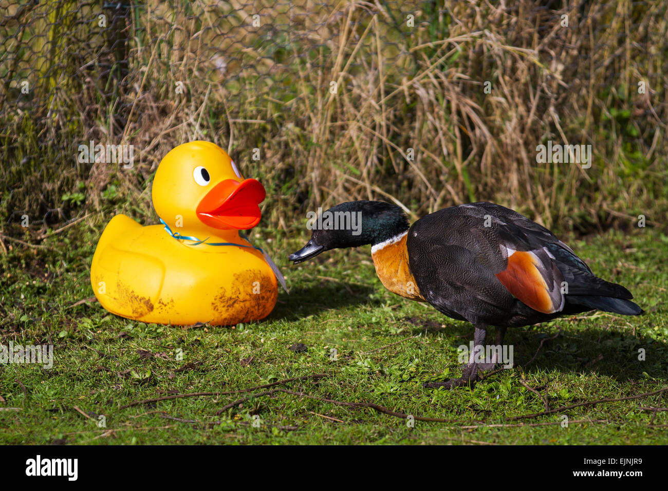 Mummy duck hi-res stock photography and images - Alamy