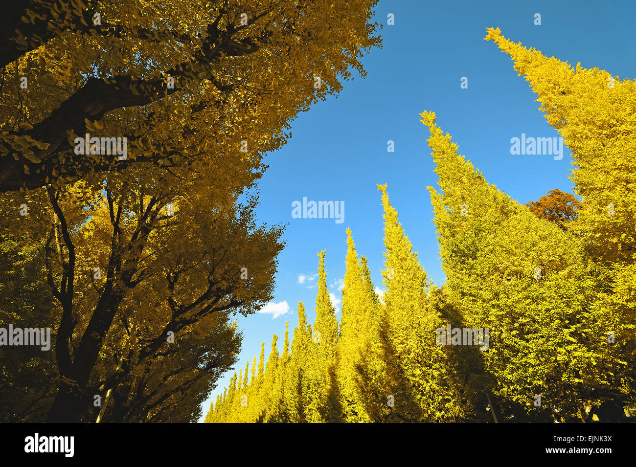 Tokyo Ginkgo Trees High Resolution Stock Photography and Images - Alamy
