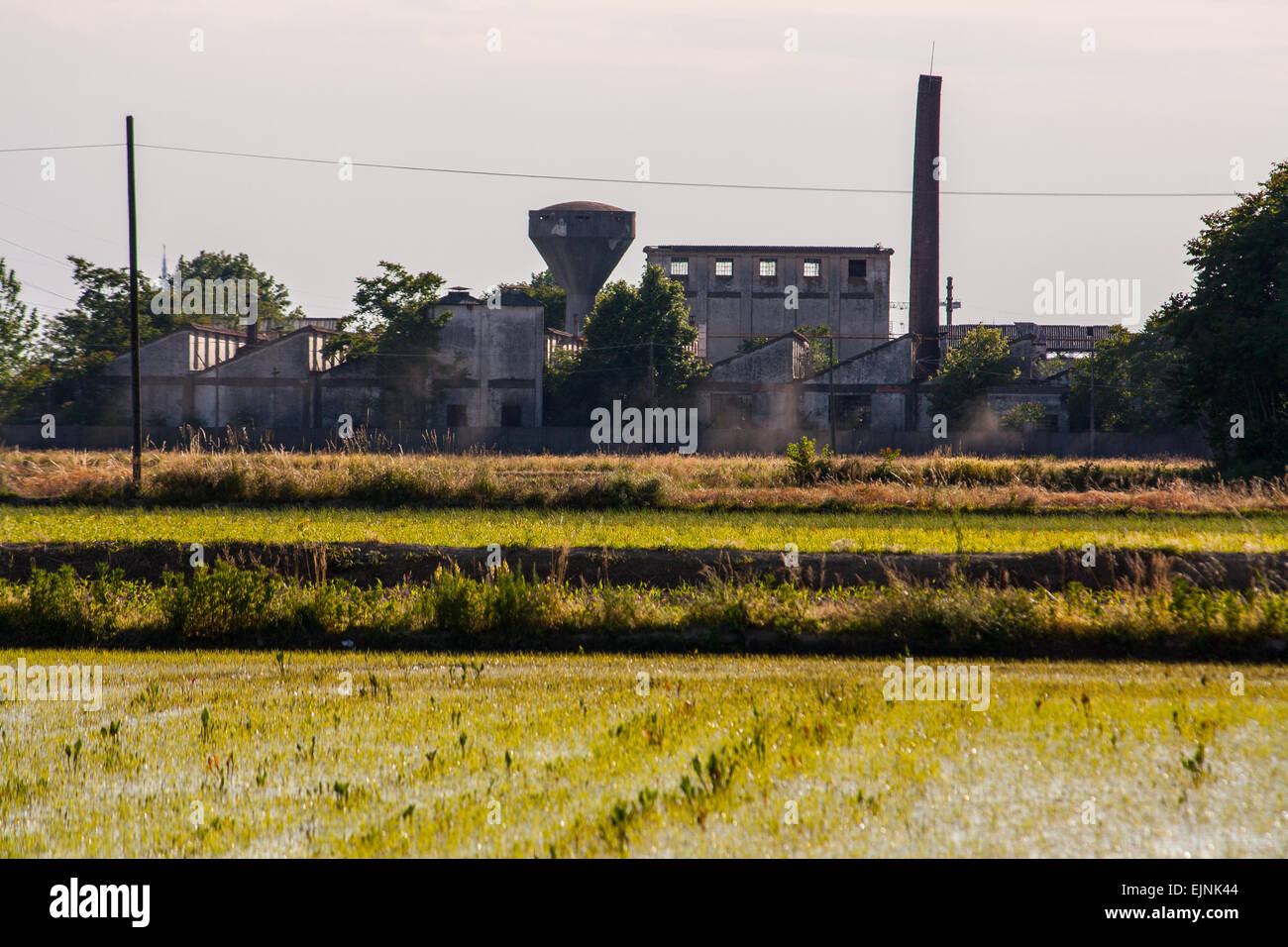 The cultivation of rice, Po Valley, Novara, Piedmont, Italy Stock Photo ...