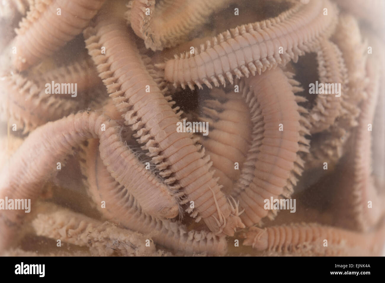 pickled preserved ragworm worms in preservative formaldehyde showing ...