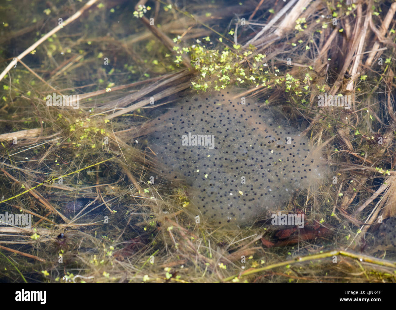 Spawn of the common or grass frog (Rana temporaria) laid in a pond in ...