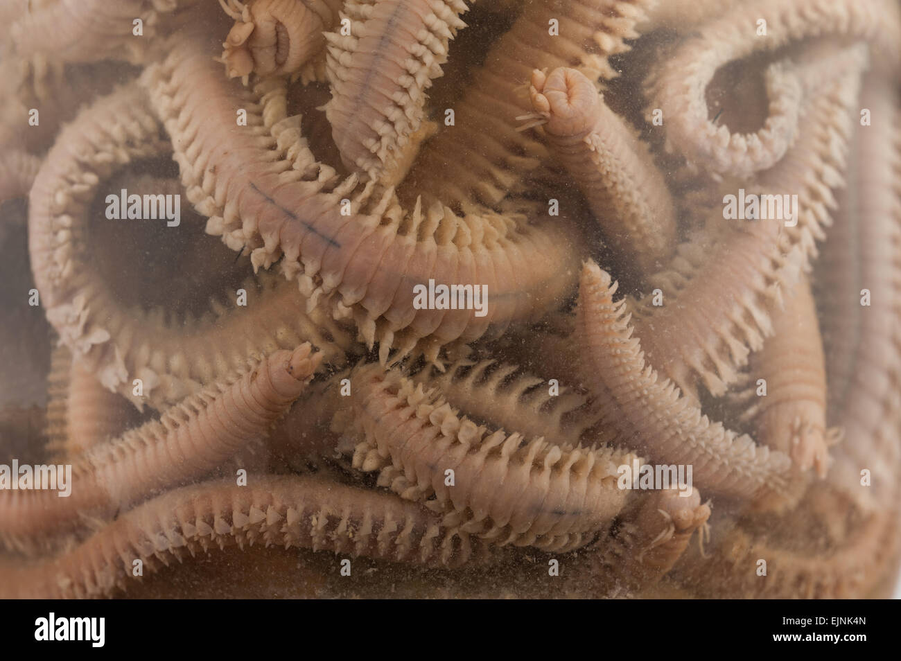 pickled preserved ragworm worms in preservative formaldehyde showing ...