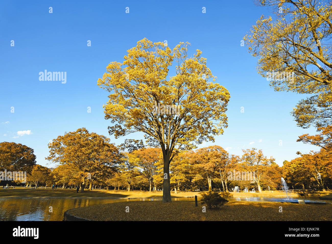 Yoyogi park hi-res stock photography and images - Alamy
