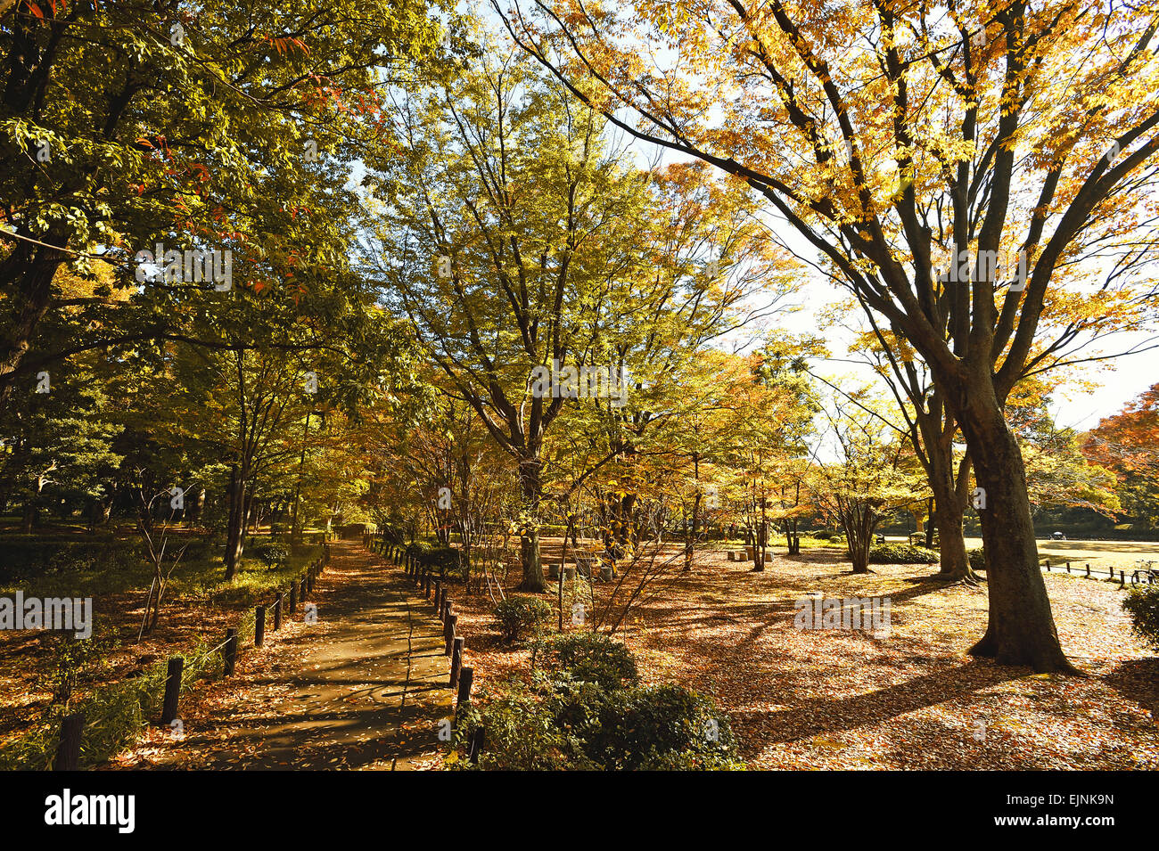 Green park japan hi-res stock photography and images - Alamy
