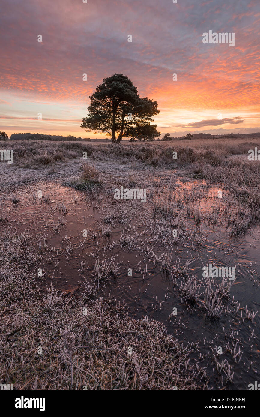 A single pine tree in the New Forest Stock Photo - Alamy