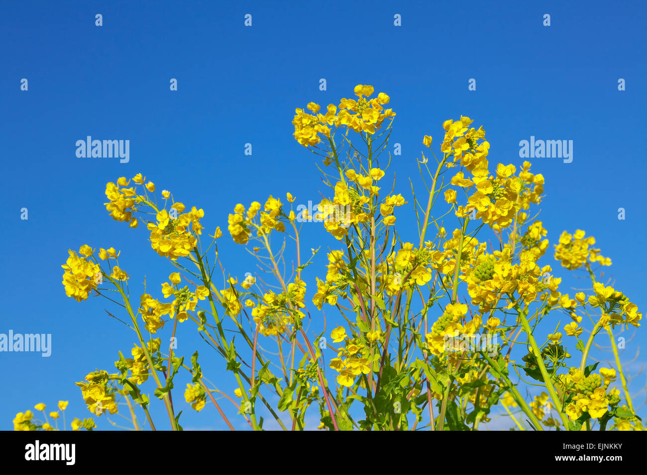 Field mustard hi-res stock photography and images - Alamy