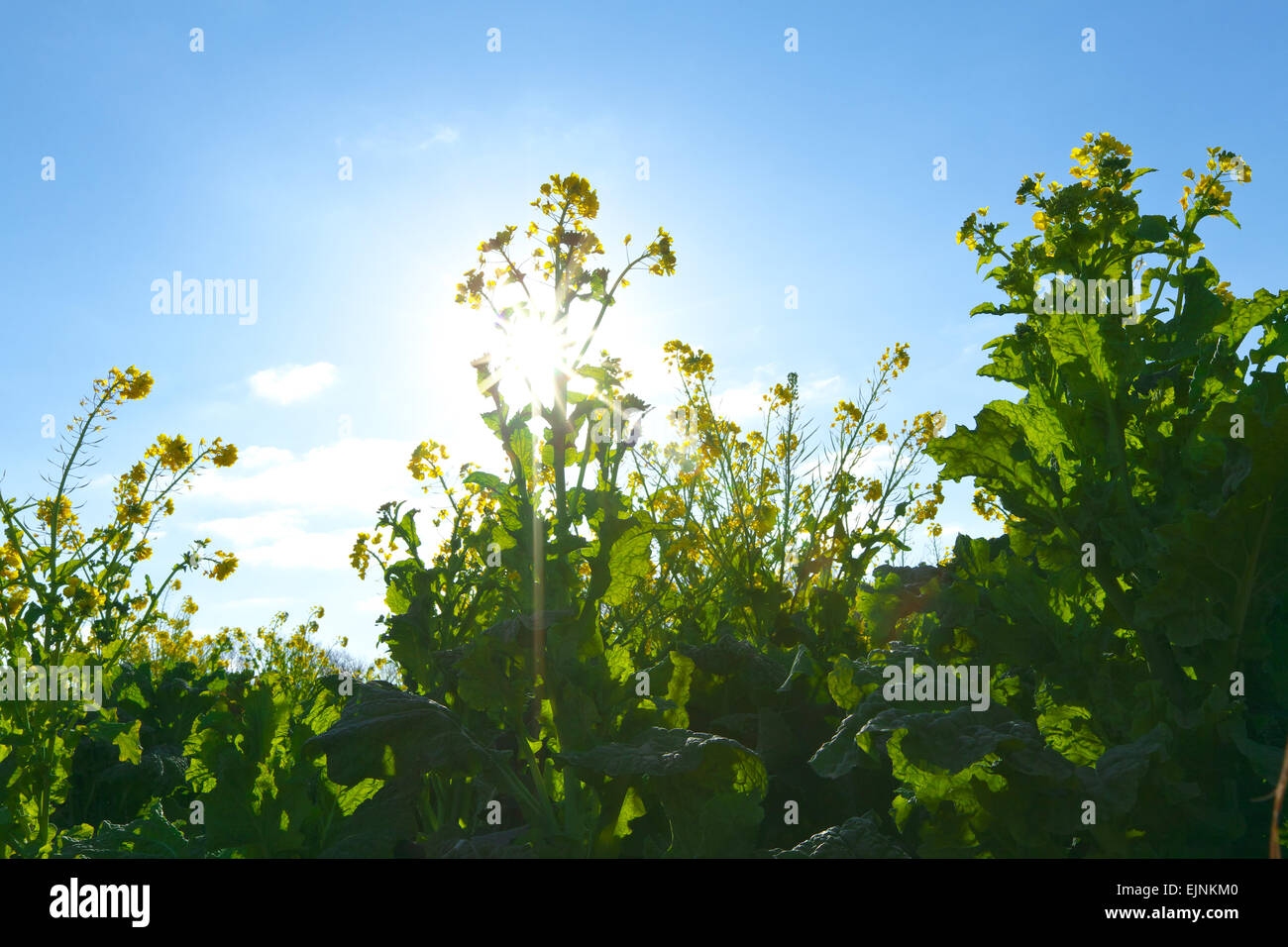 Field mustard hi-res stock photography and images - Alamy